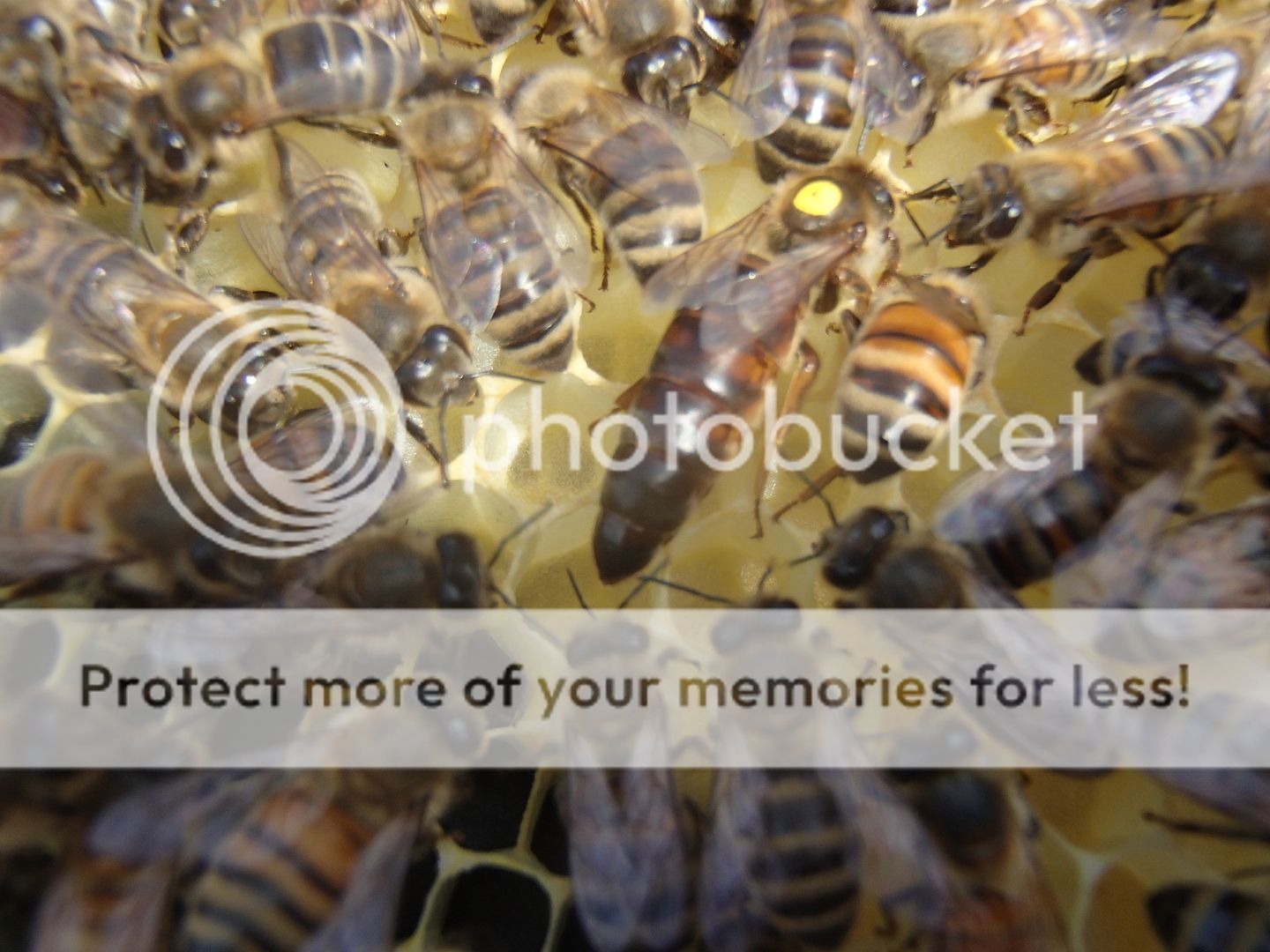 Honeybee Genetics and Breeding Bees | Page 2 | Beesource Beekeeping Forums